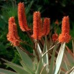 100+ Flower Names in English with Pictures (Complete Guide) - Edmora