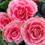 100+ Flower Names in English with Pictures (Complete Guide) - Edmora