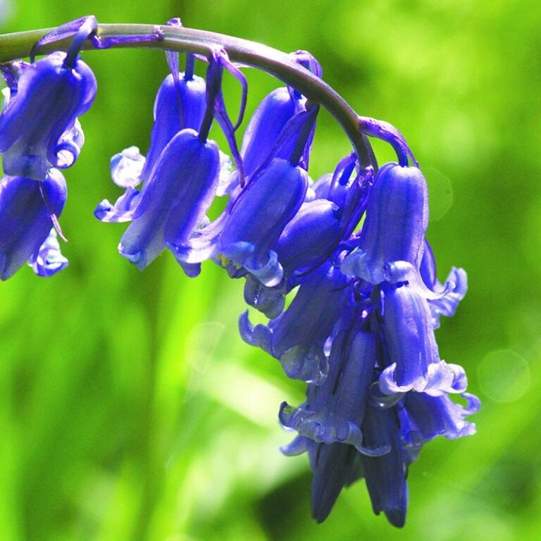 100+ Flower Names in English with Pictures (Complete Guide) - Edmora