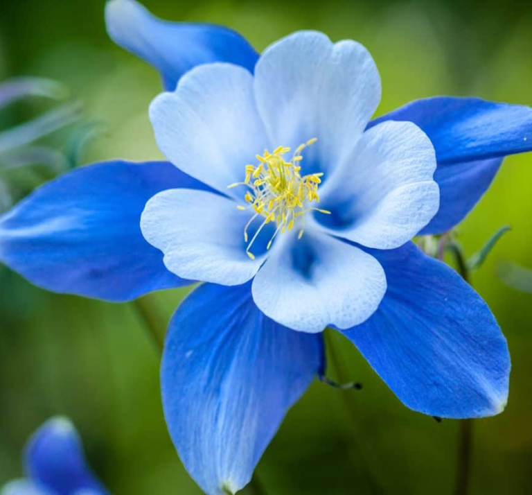100+ Flower Names in English with Pictures (Complete Guide) - Edmora