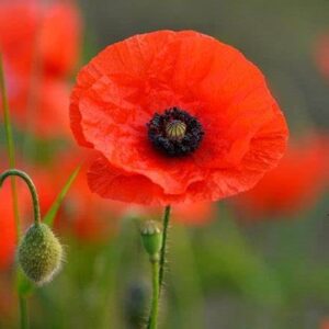 100+ Flower Names in English with Pictures (Complete Guide) - Edmora