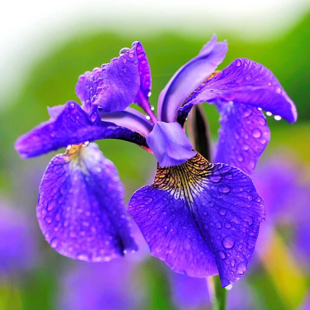 100+ Flower Names in English with Pictures (Complete Guide) - Edmora