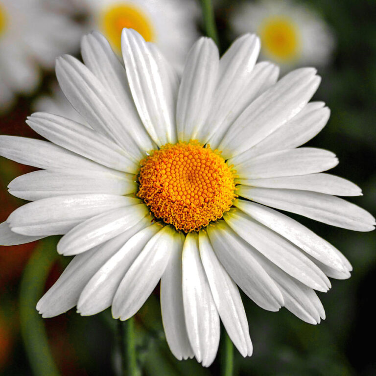 100+ Flower Names in English with Pictures (Complete Guide) - Edmora