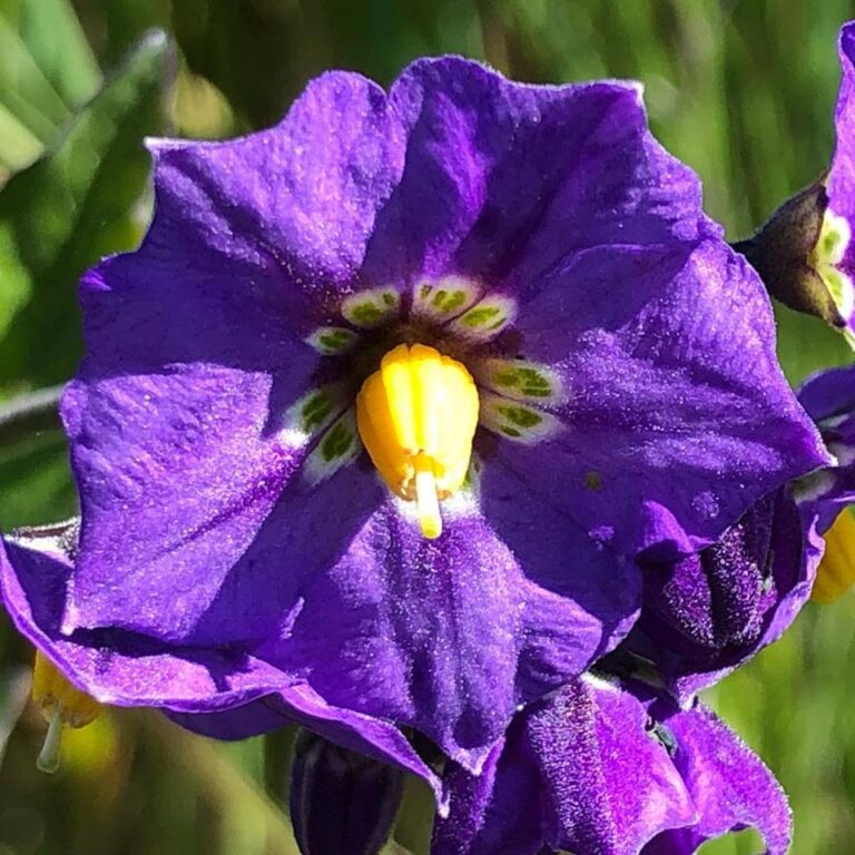 100+ Flower Names in English with Pictures (Complete Guide) - Edmora