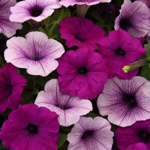 100+ Flower Names in English with Pictures (Complete Guide) - Edmora